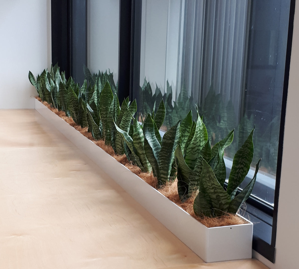 Indoor Plant Installation and Maintenance - Growing Potential